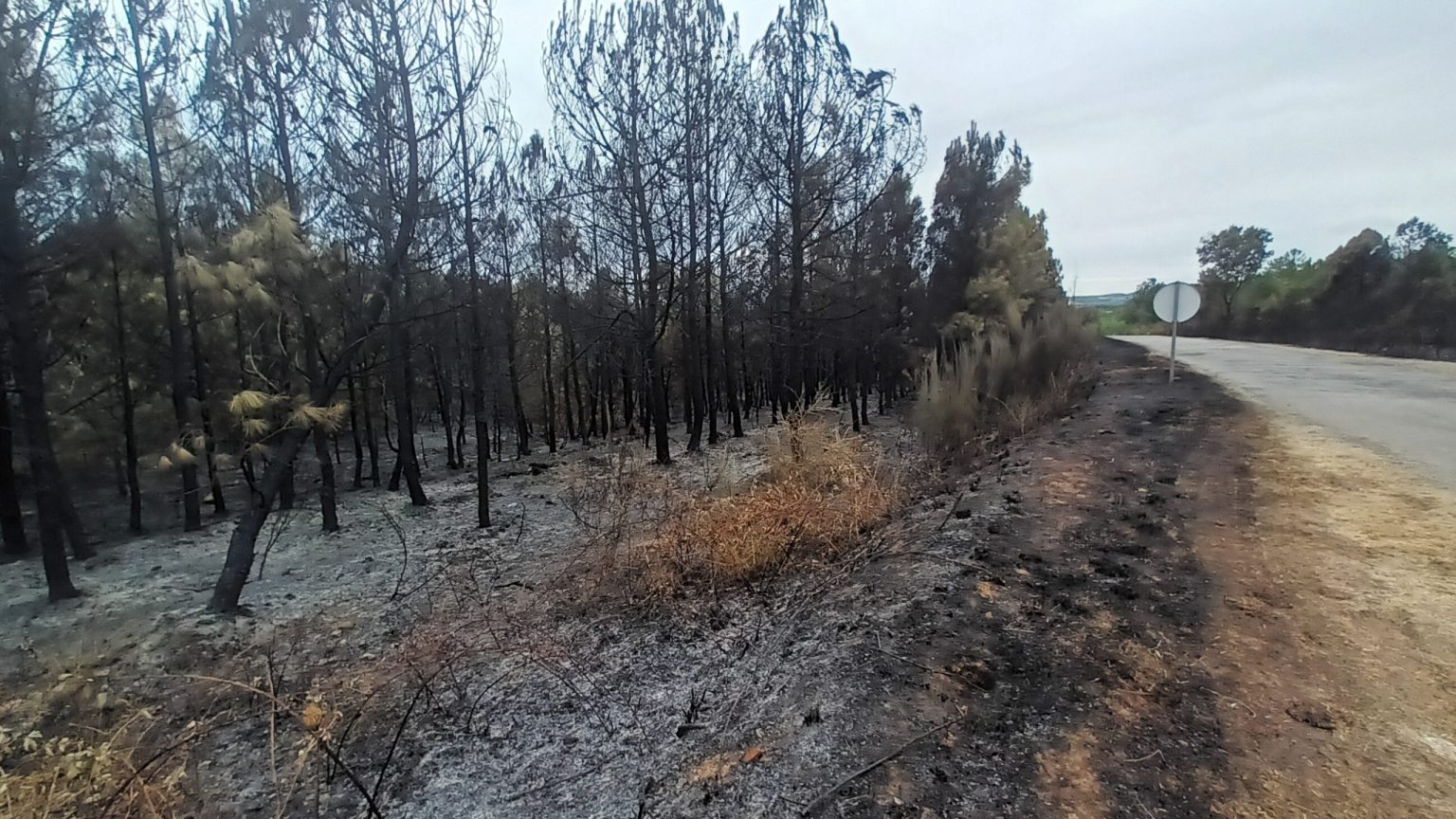Ambiente: Oito anos da tragédia dos incêndios de Pedrógão Grande ...